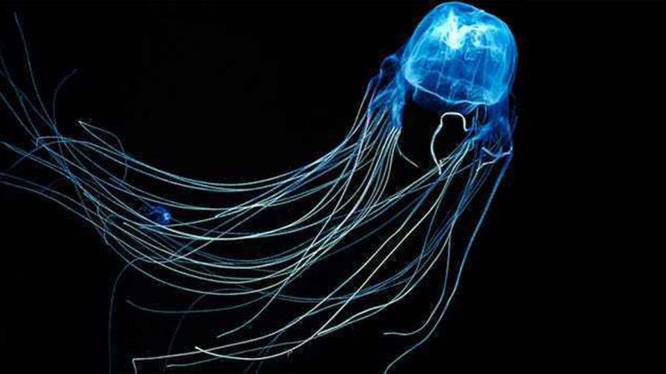 Labuan teenagers hospitalised due to jellyfish attack