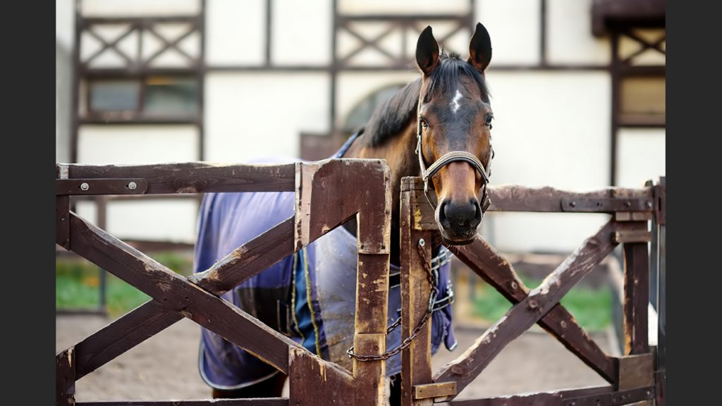 Muhammad Fuad gallops to victory in Sultan Mizan Cup endurance meet