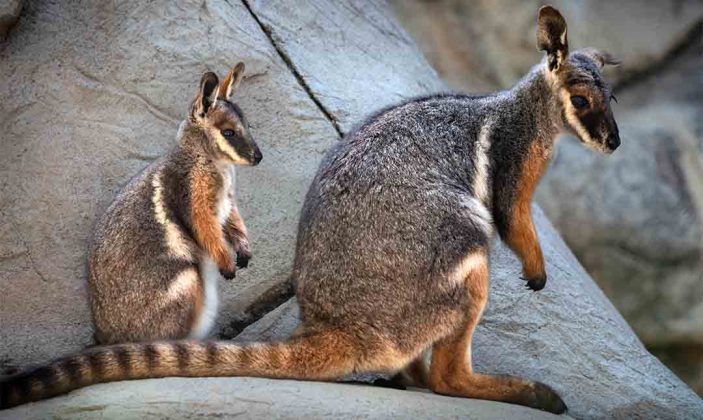 Walabi kecil, ular kelabu spesies terancam baharu di Australia