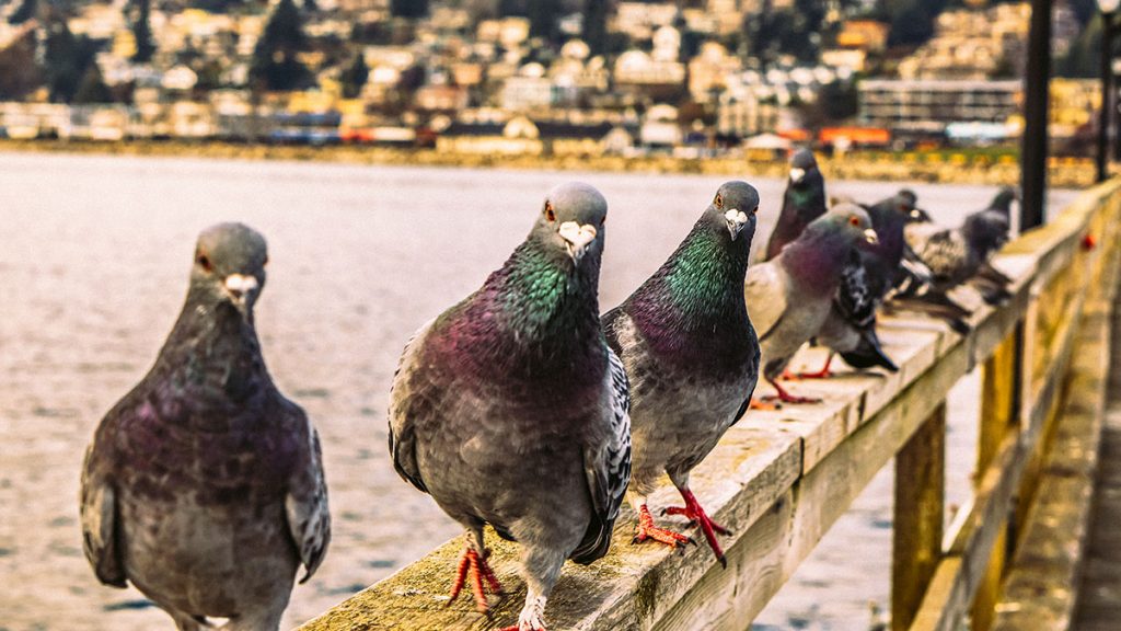 Raising pigeons on rooftop remains unique hobby, business in Egypt