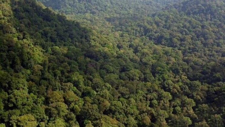 Pembangunan ladang hutan patuhi Dasar Perhutanan